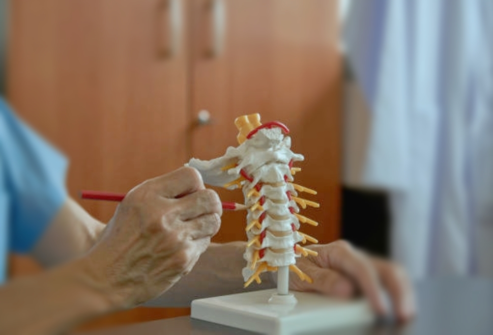 Journey into the upper cervical segments | A primer on neuroanatomy ...